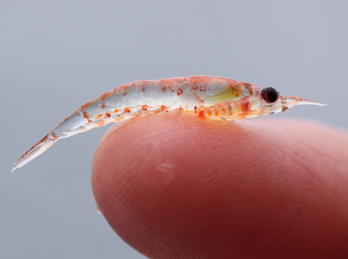 Species Spotlight: Krill, small but vital - Greater Farallones Association