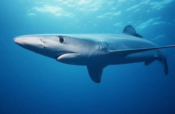 Fish in the Sanctuary - Greater Farallones Association