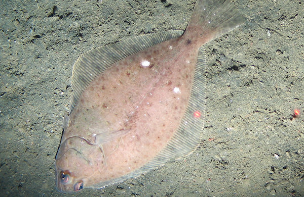 Fish in the Sanctuary - Greater Farallones Association