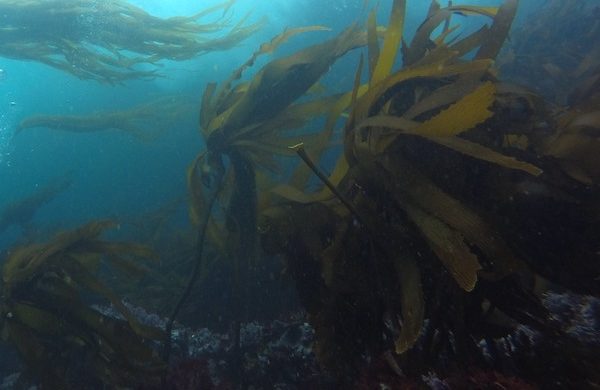 Algae and Seagrass in the Sanctuary - Greater Farallones Association