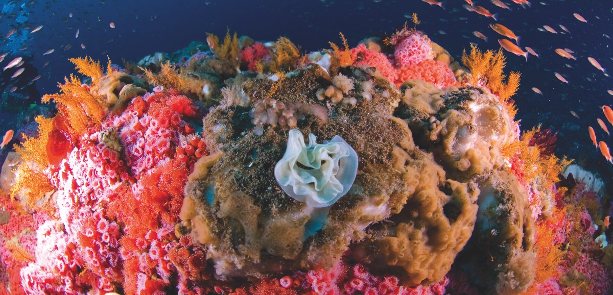 Greater Farallones Association