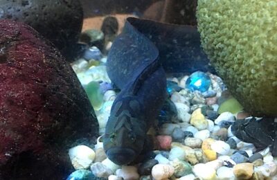 Species Spotlight: Monkeyface Prickleback - Greater Farallones Association